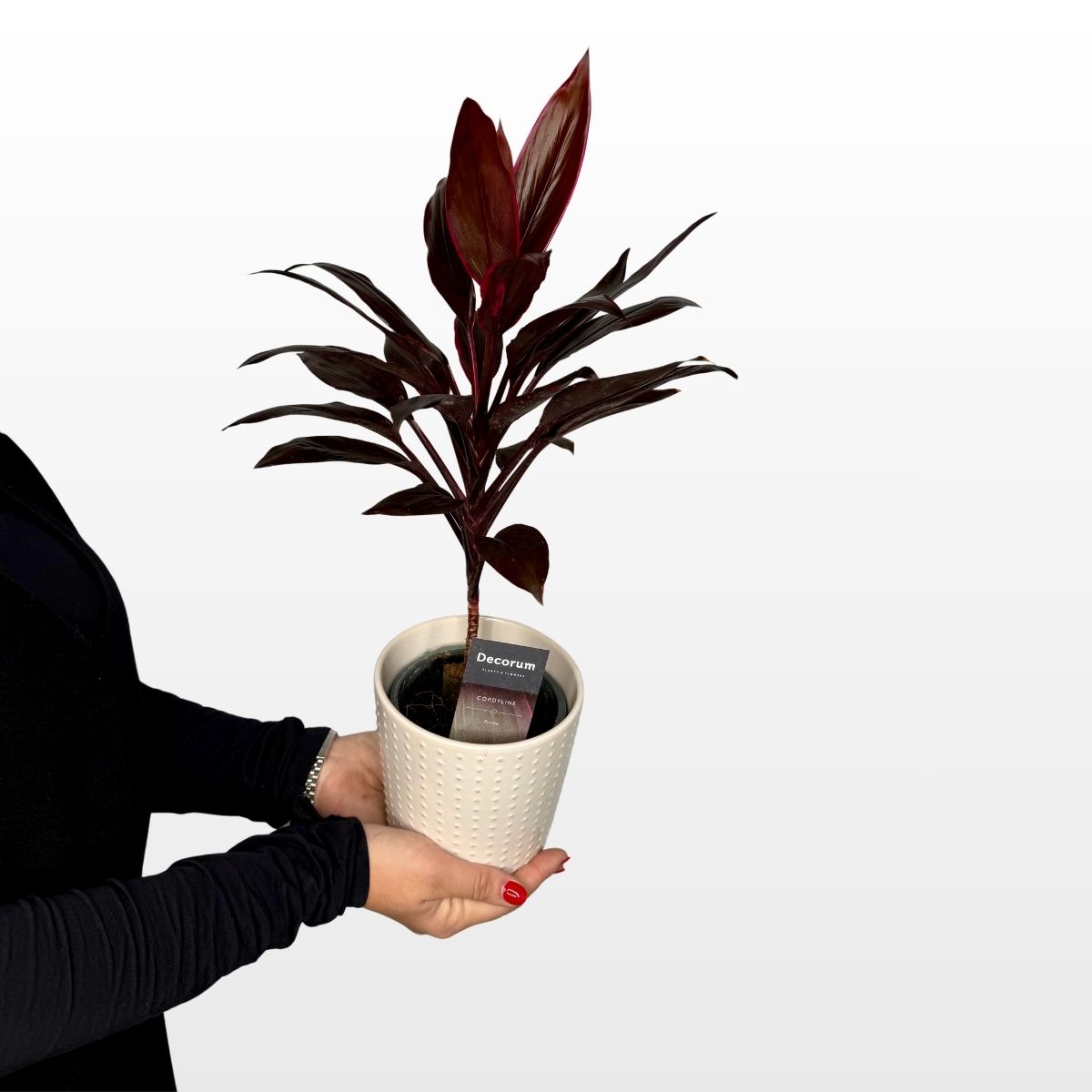 Cordyline fruticosa 'Rumba' - Plant Olive - Online Vrtni Centar Hrvatska